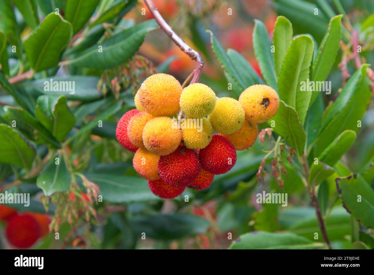 Close up of fruit on a Arbutus unedo tree, an evergreen shrub or small ...