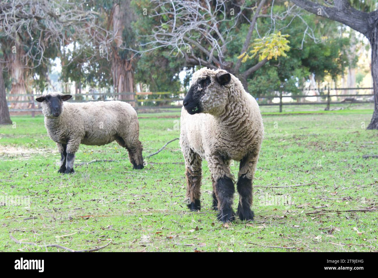 two black faced sheep grazing in a wooded field, one looking to viewers ...