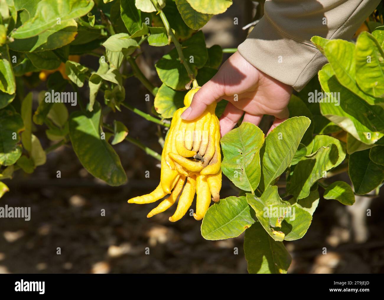 Hand touching fruit hi-res stock photography and images - Alamy