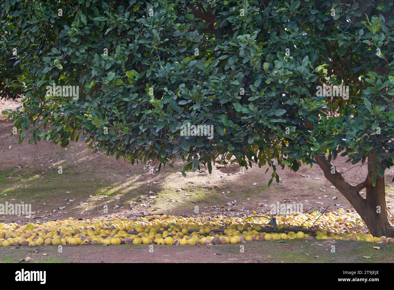 Carrizo Citrange Trifoliate Hybrid fruit, fallen from the tree, rotting ...
