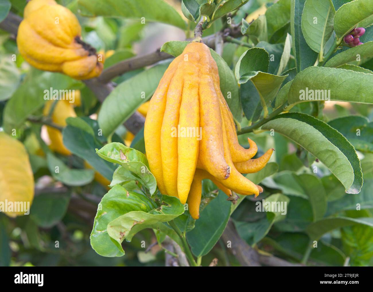 Fruit buddah's hand hi-res stock photography and images - Alamy