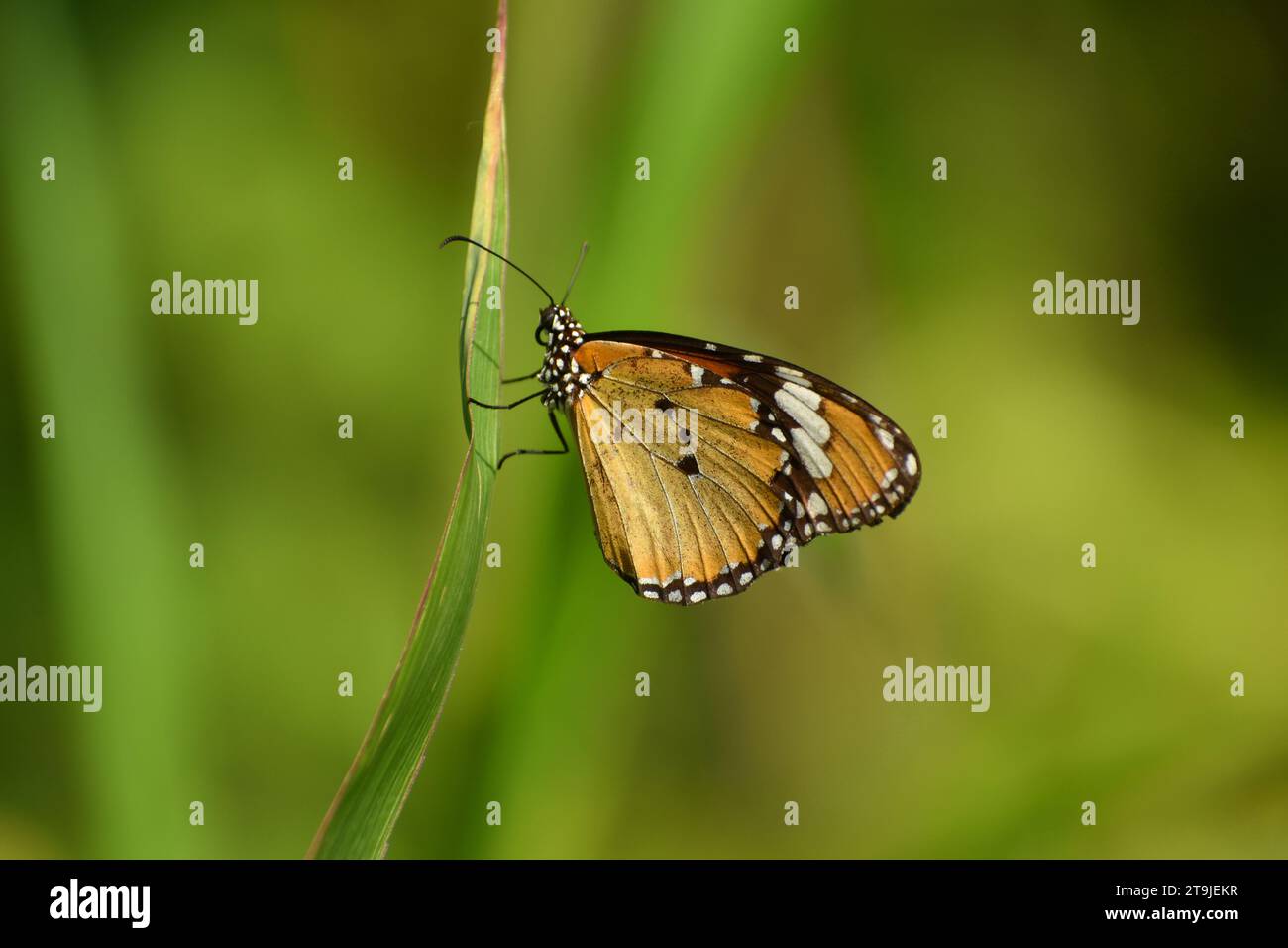 African monarch butterfly perched on grass against blur background ...
