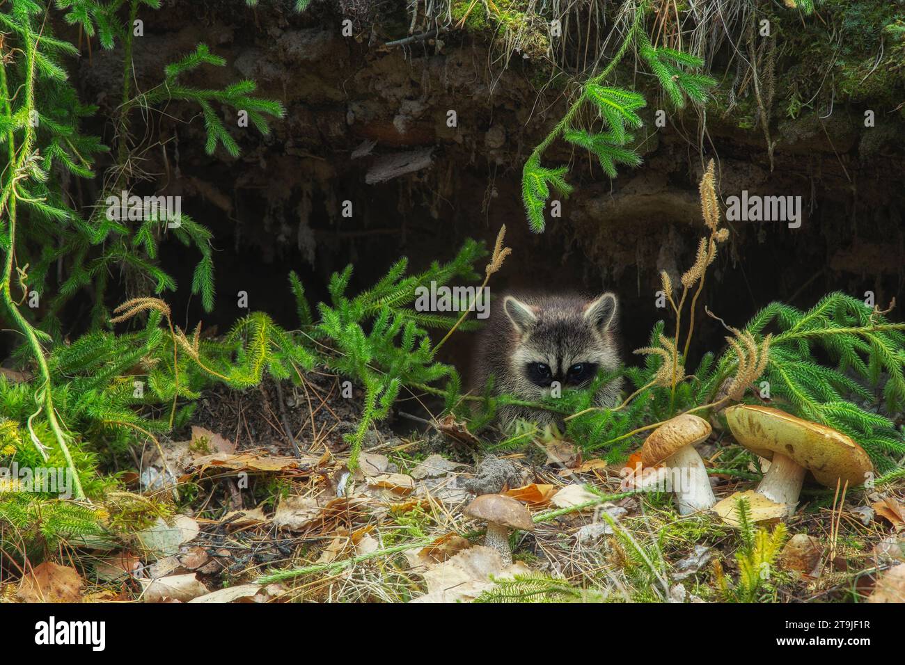 Little raccoon in a hole under the roots of a tree Stock Photo - Alamy