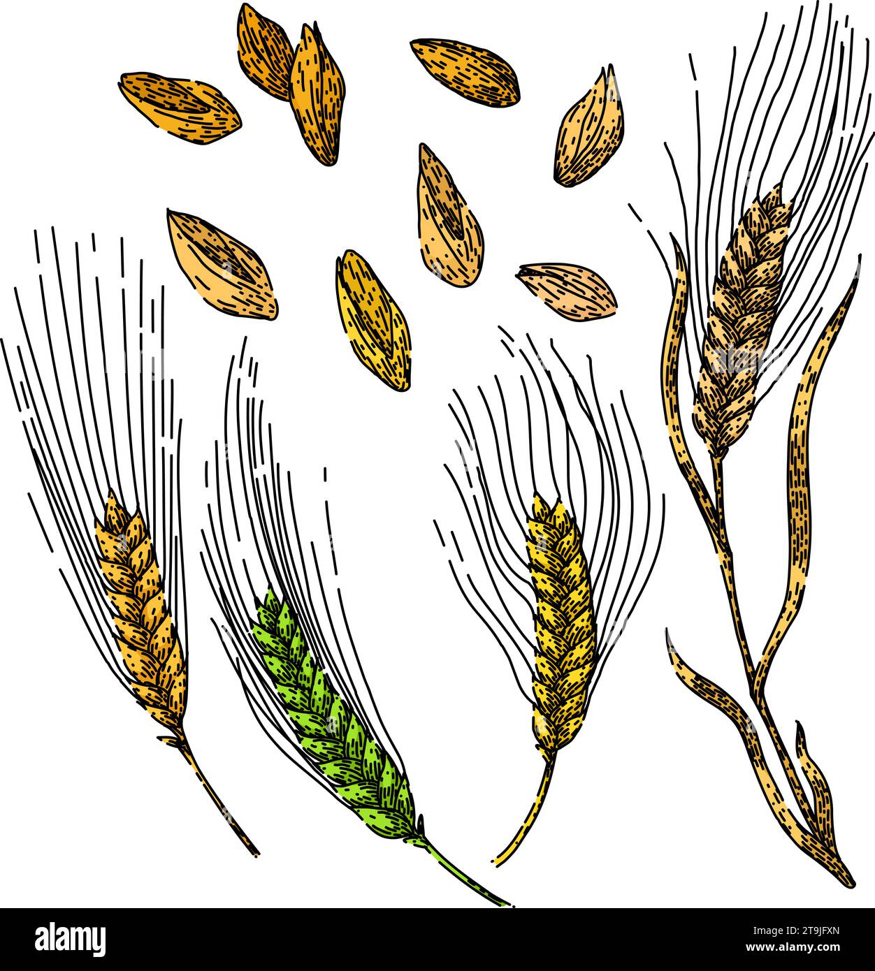 barley set sketch hand drawn vector Stock Vector Image & Art - Alamy