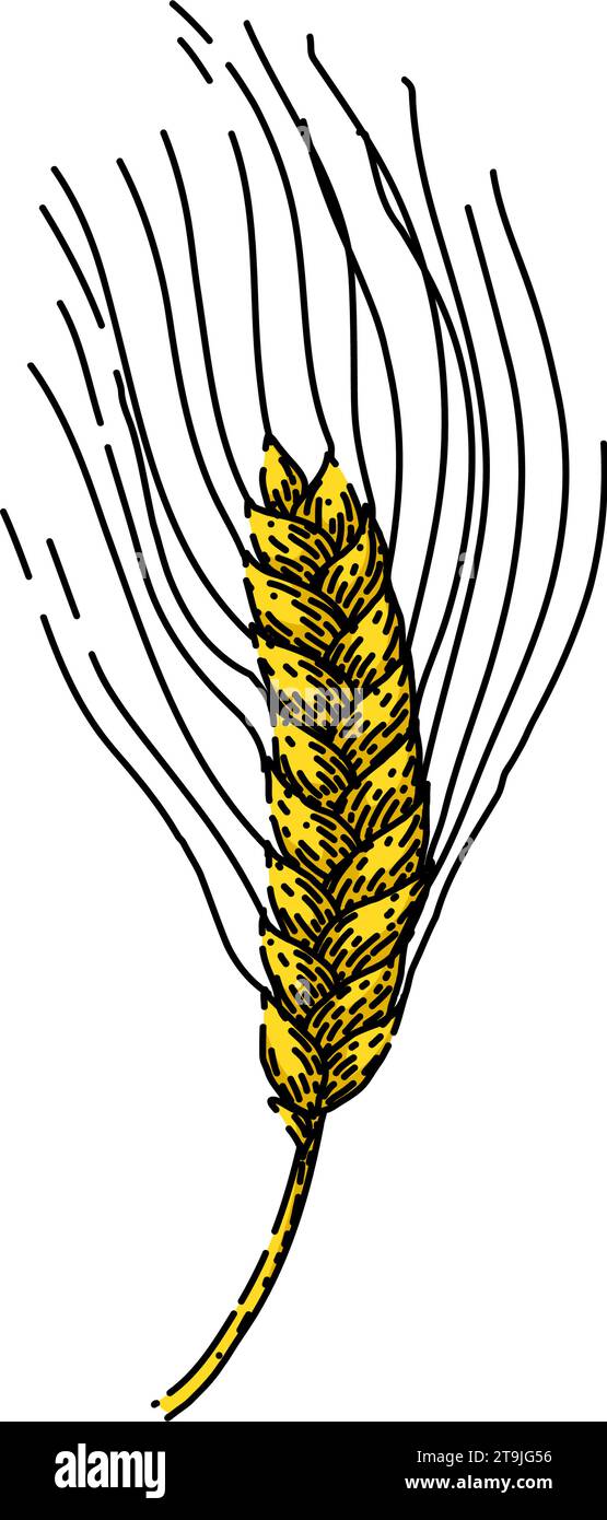 wheat barley sketch hand drawn vector Stock Vector Image & Art - Alamy