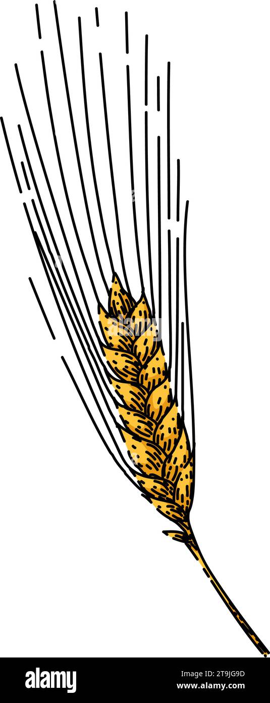 bread barley sketch hand drawn vector Stock Vector Image & Art - Alamy