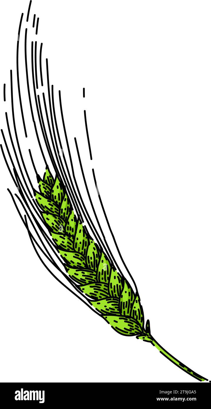 agriculture barley sketch hand drawn vector Stock Vector Image & Art ...