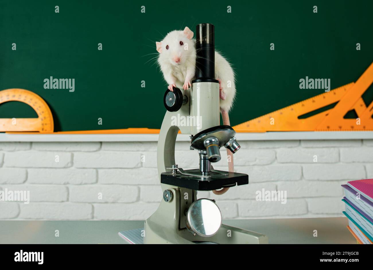 Laboratory rat in a lab. Concept - testing of drugs, vaccines ...