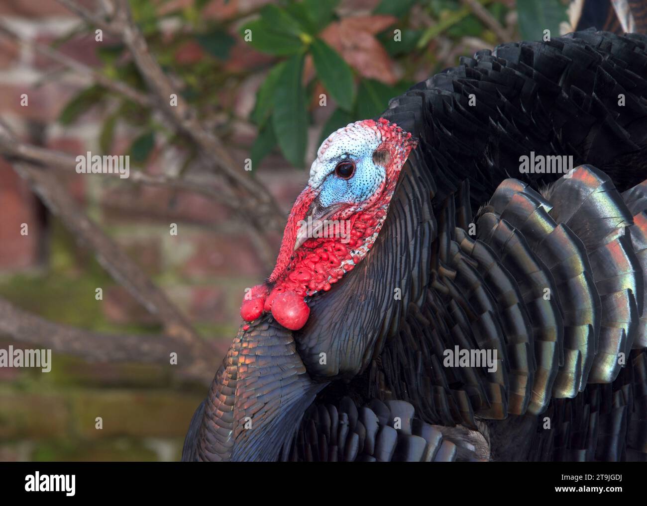 Close up profile of a male tom turkey with garden and wall behind him ...