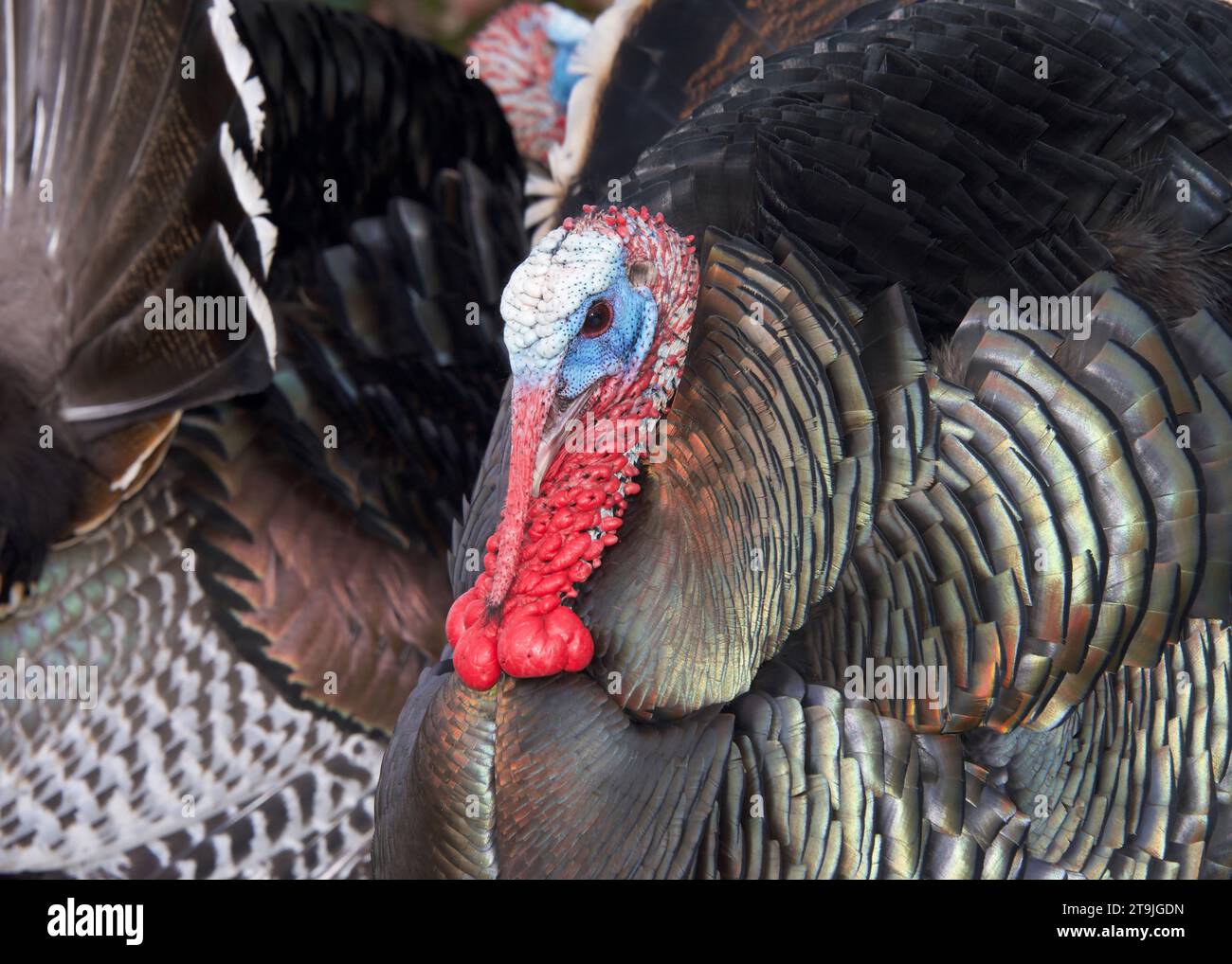 Male tom turkey hi-res stock photography and images - Alamy