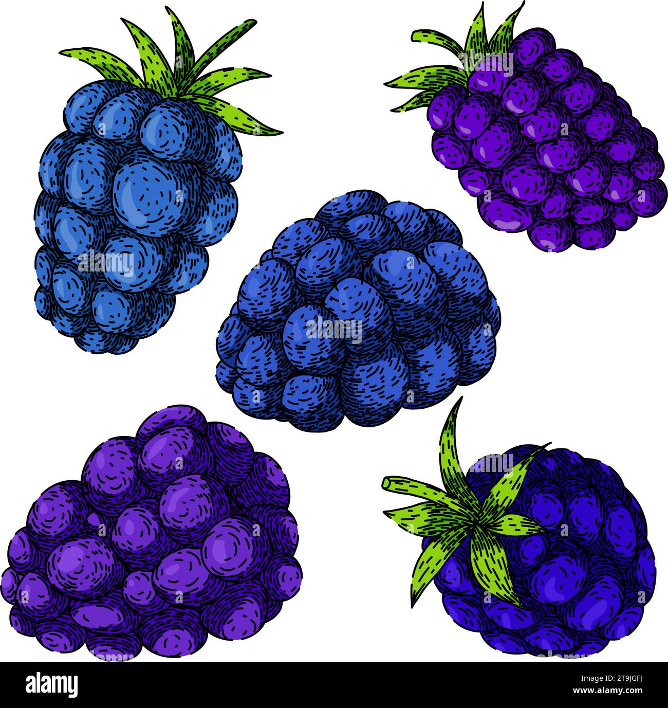 blackberry set sketch hand drawn vector Stock Vector Image & Art - Alamy