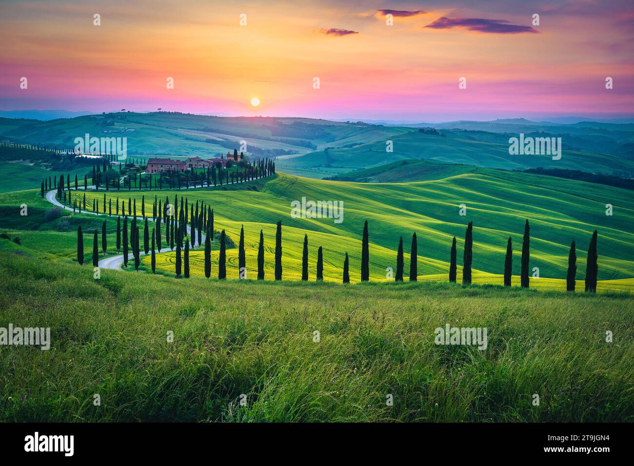 One of the most famous winding road on the grain fields in Tuscany ...