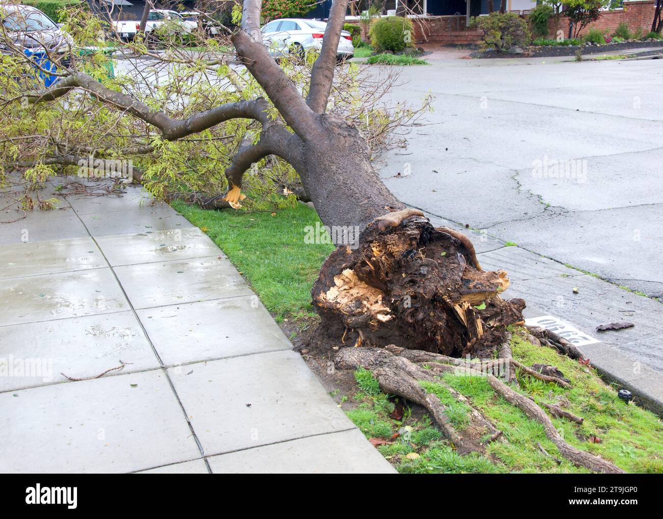 Storm damage after 70 mph wind with rain hit the Bay Area overnight in ...