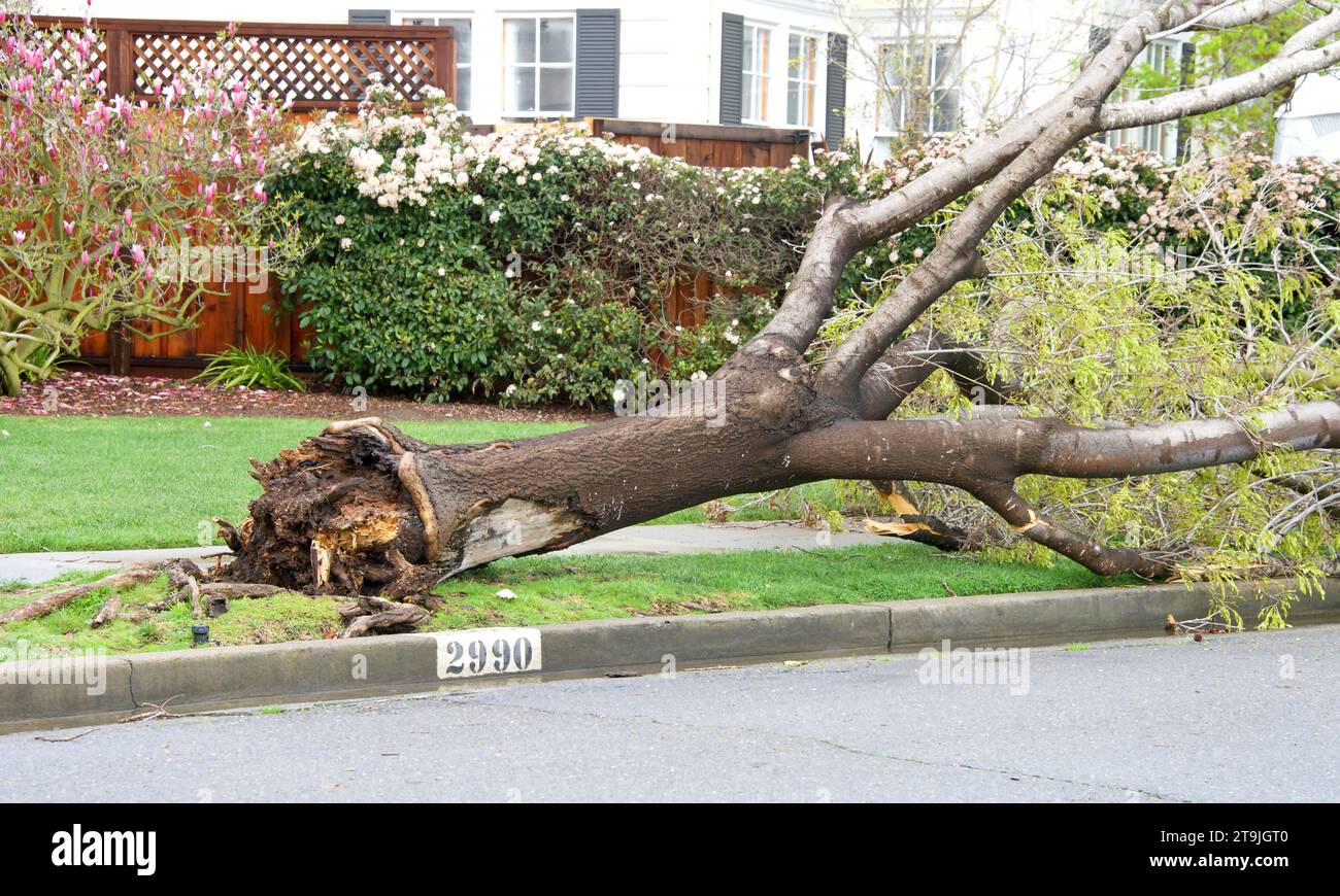 Storm damage after 70 mph wind with rain hit the Bay Area overnight in ...