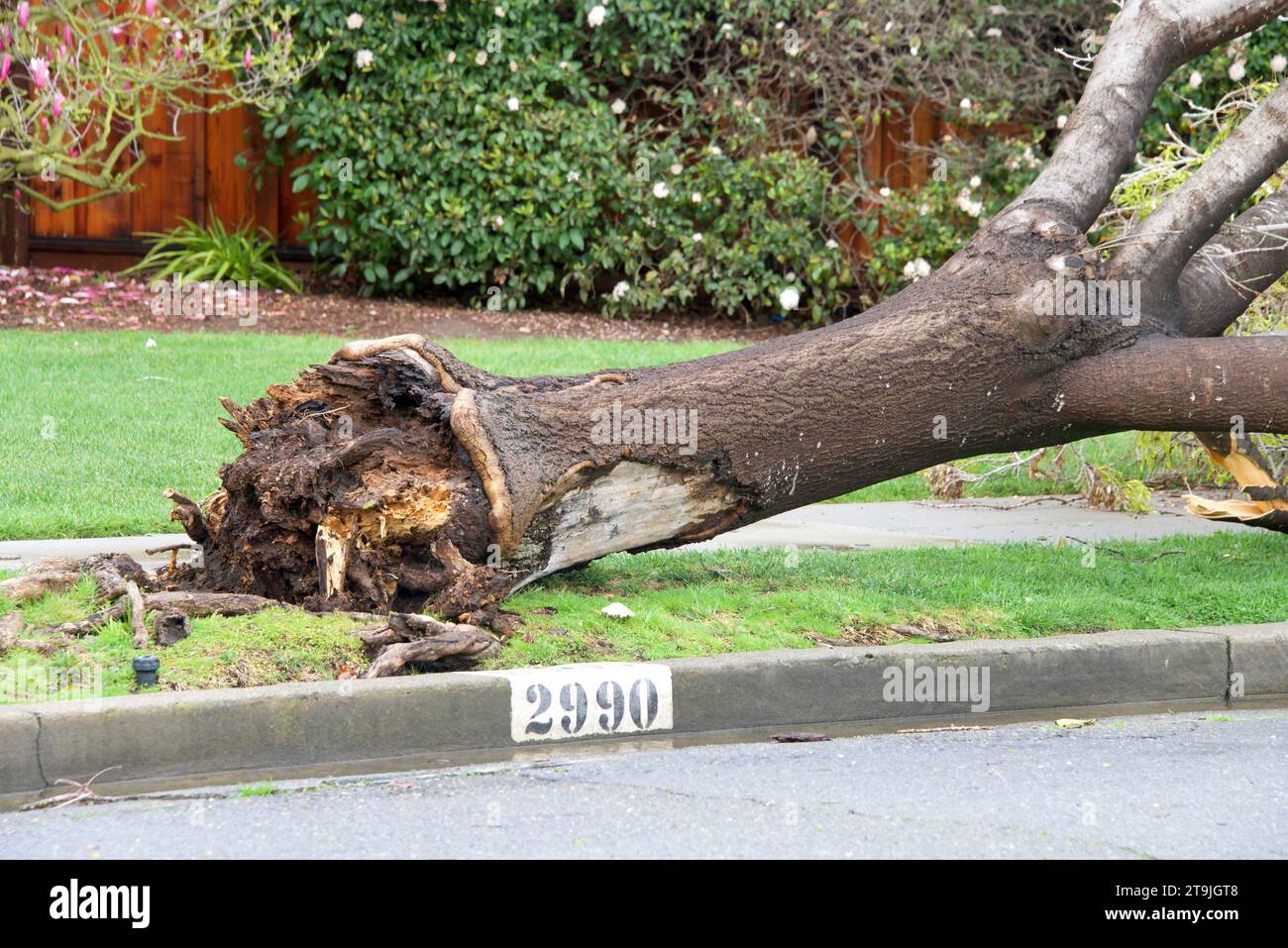 Storm damage after 70 mph wind with rain hit the Bay Area overnight in ...
