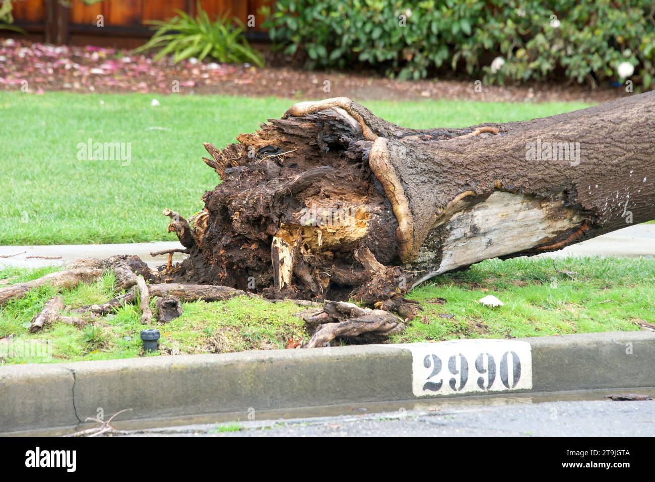 Timber with wet rot hi-res stock photography and images - Alamy