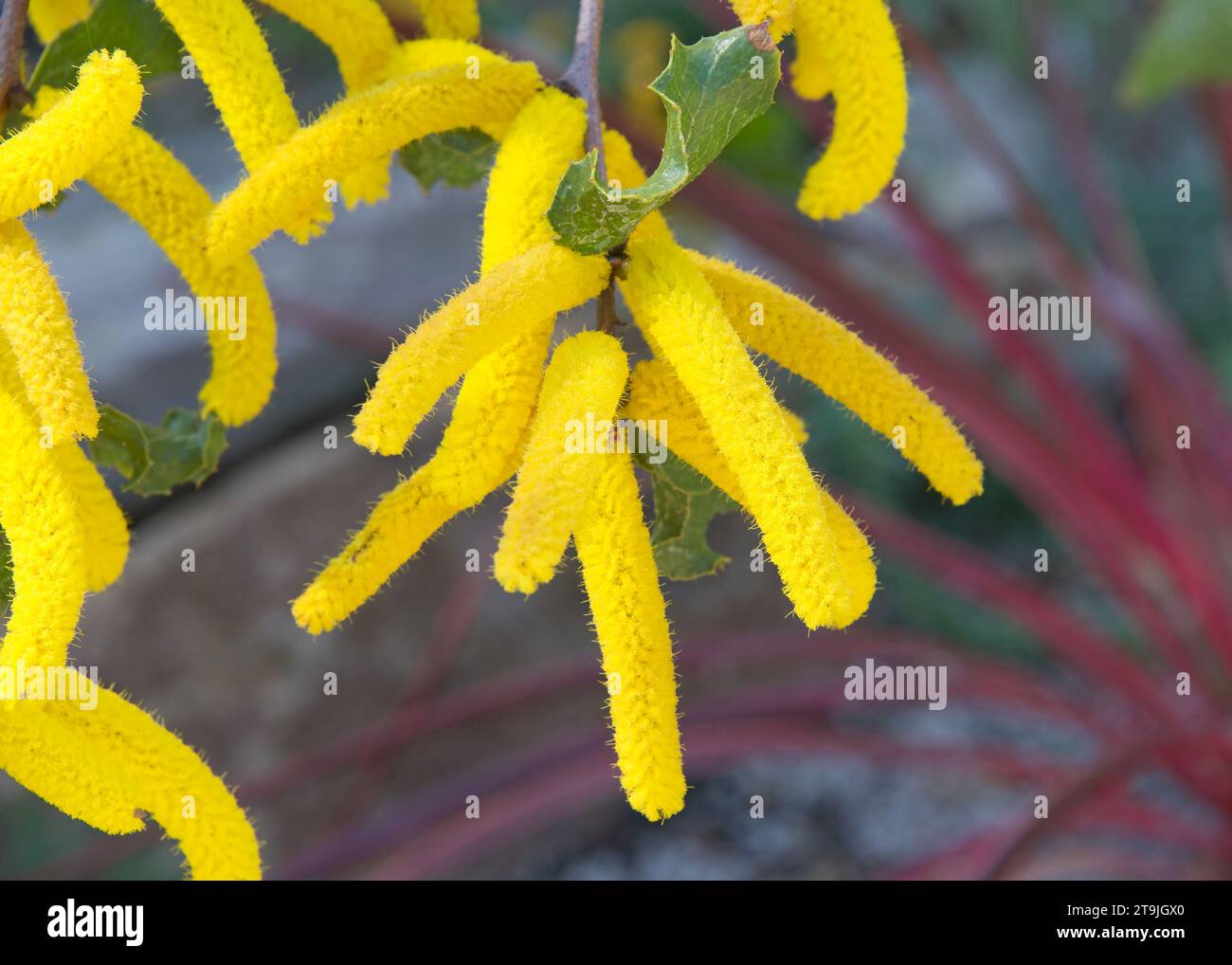 Close up on Acacia denticulosa, commonly known as sandpaper wattle, a ...