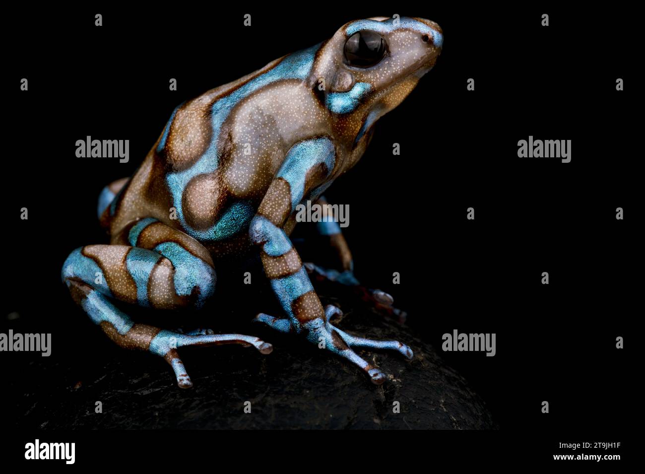 The Green and Black poison dart frog (Dendrobates auratus Stock Photo ...