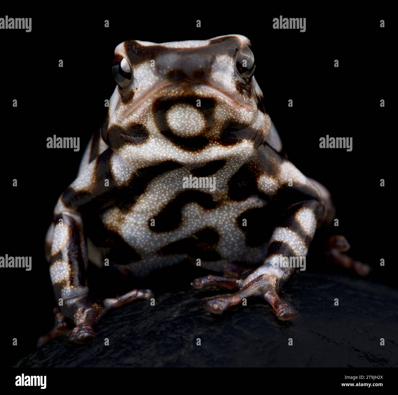 Black and white poison dart frog (Dendrobates auratus Stock Photo - Alamy