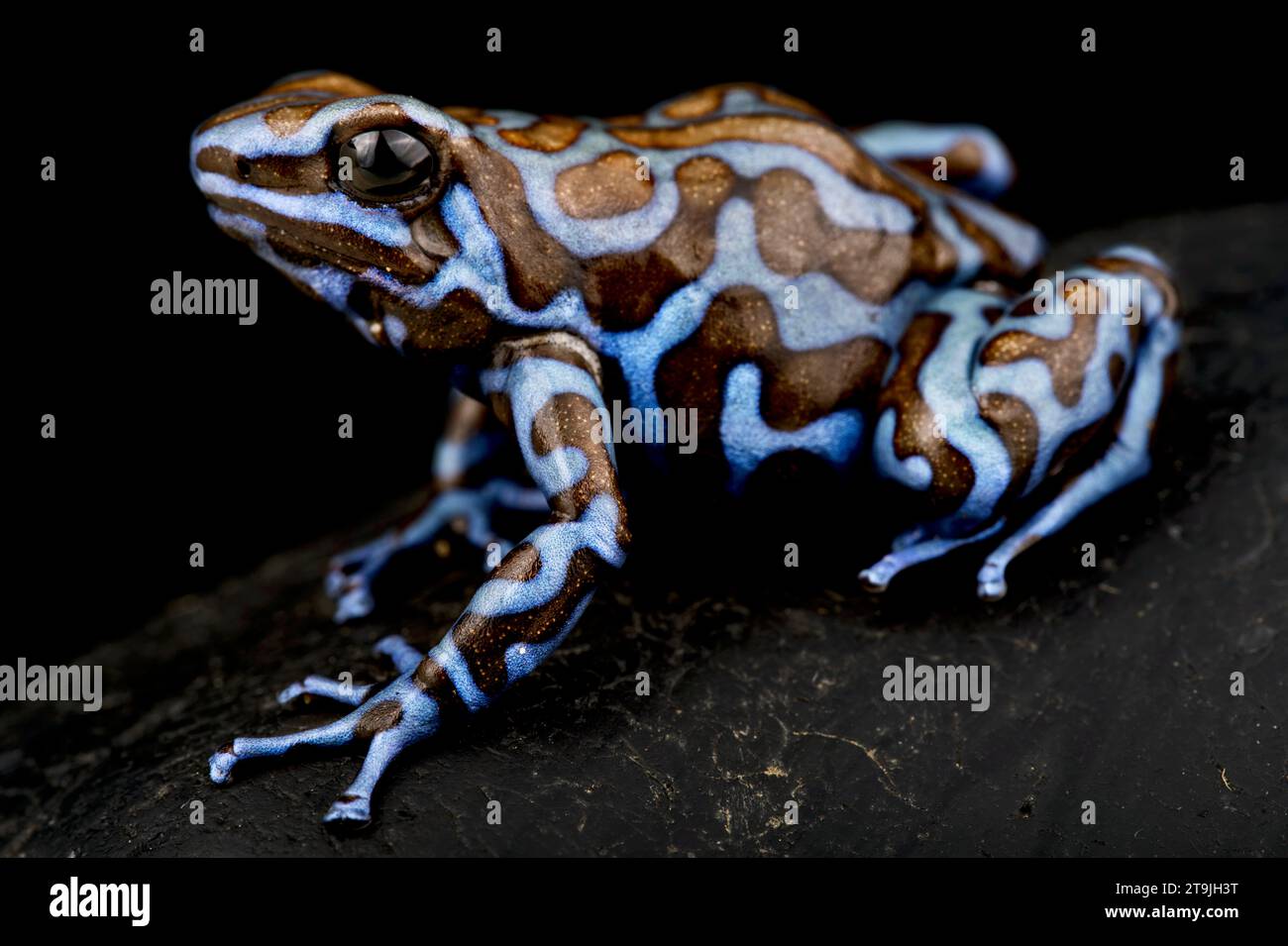 The Blue and Black poison frog (Dendrobates auratus Stock Photo - Alamy