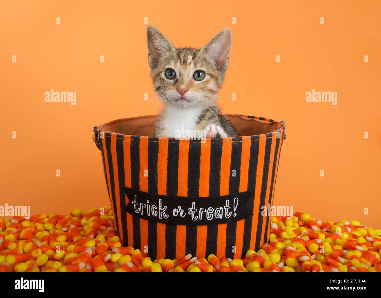 Trick or treat, candy, bucket hi-res stock photography and images - Alamy