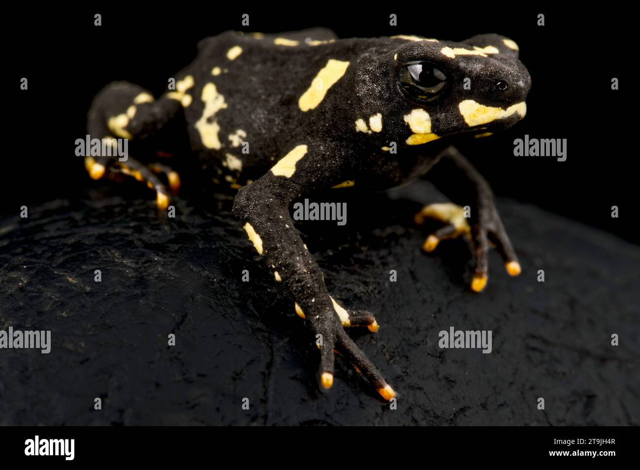 The Bumblebee toad (Melanophryniscus stelzneri) is a dwarf toad species ...