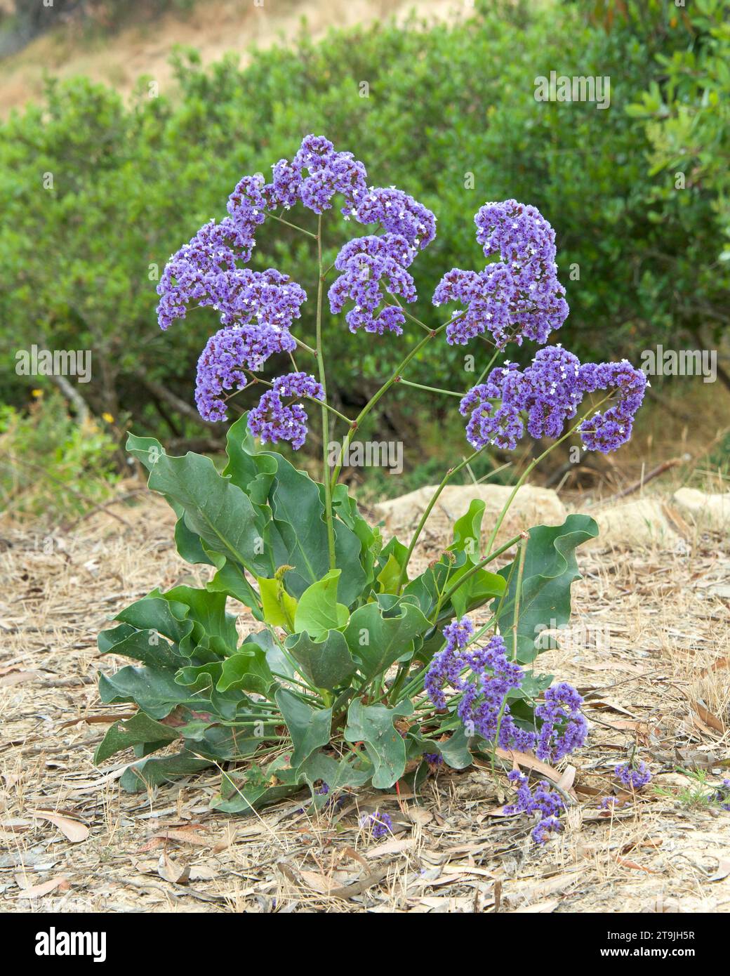 Purple flowers growing on beach hi-res stock photography and images - Alamy