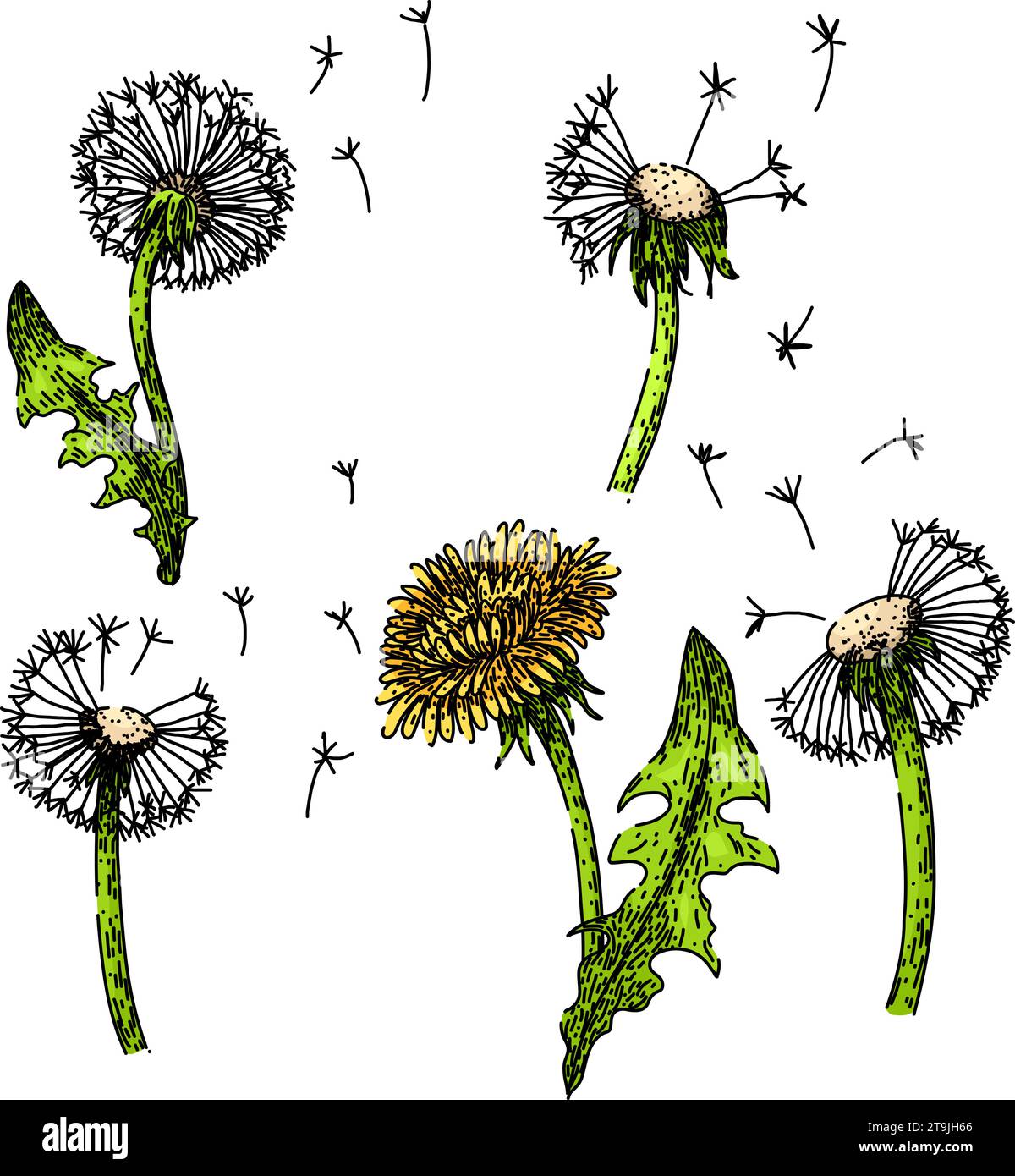 dandelion set sketch hand drawn vector Stock Vector Image & Art - Alamy