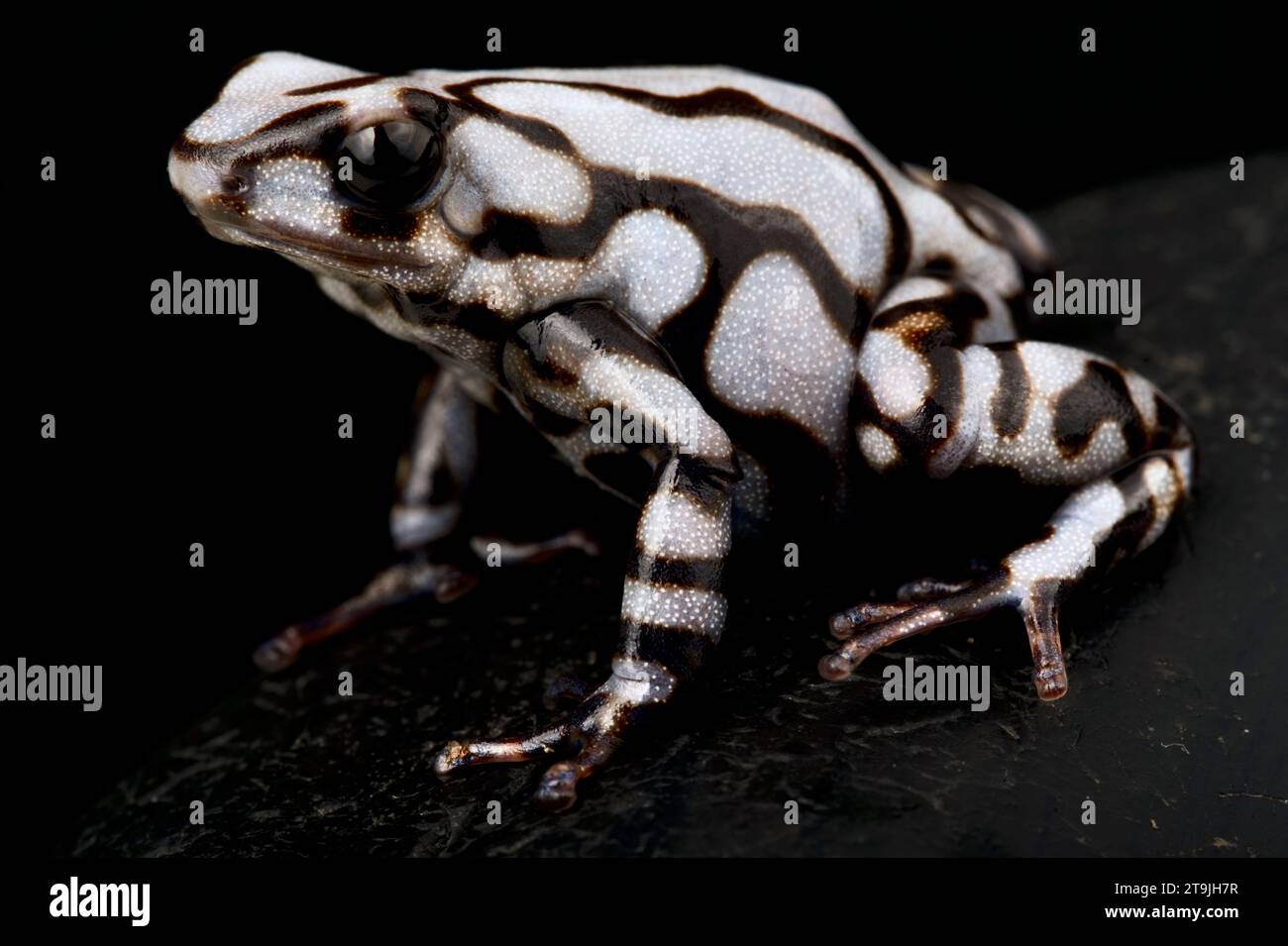 Black and white poison dart frog (Dendrobates auratus Stock Photo - Alamy
