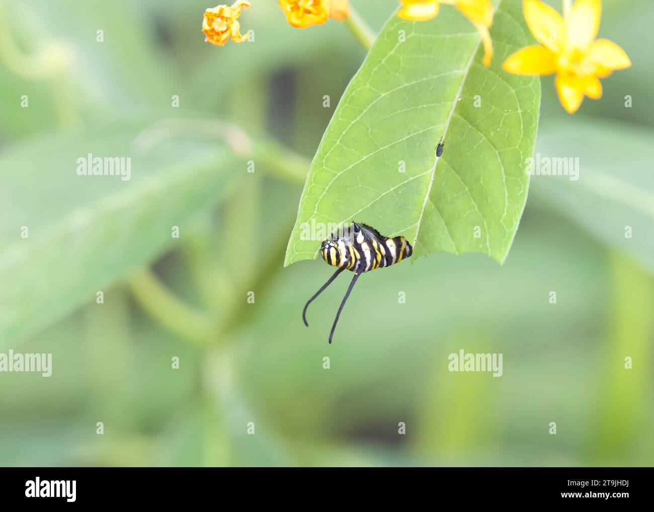 4th instar monarch butterfly caterpillar hanging upside down on a ...