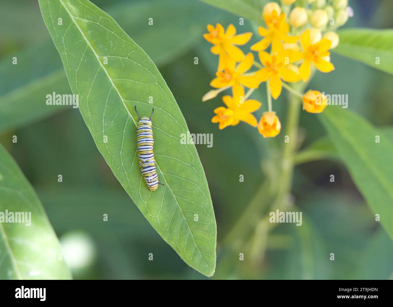 One monarch butterfly caterpillar on a green milkweed leaf with yellow ...