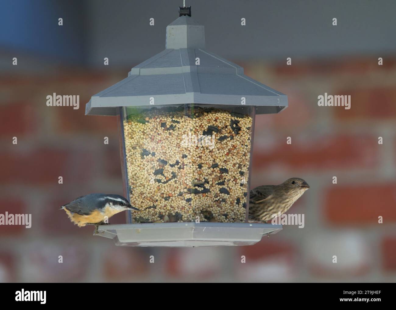 Birds eating from a bird feeder, brick wall background. Backyard birds ...