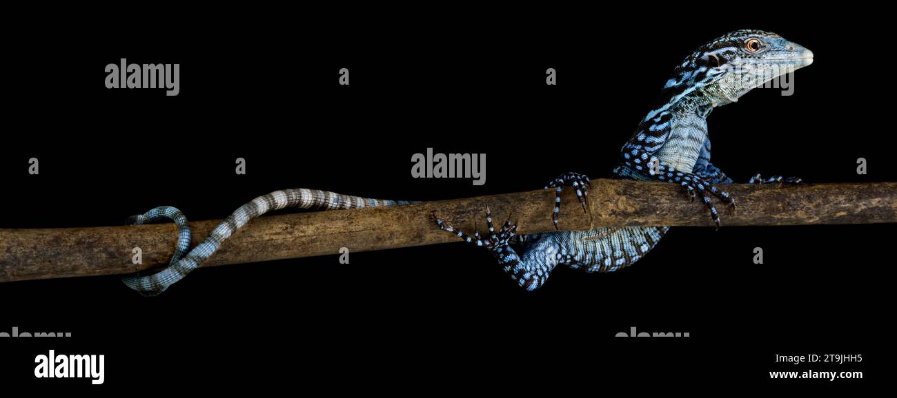 The Blue Tree Monitor (Varanus macraei) is a highly intelligent ...