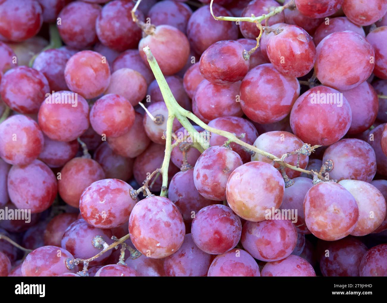 Close up on fresh organic red grapes on the stems at farmers market ...
