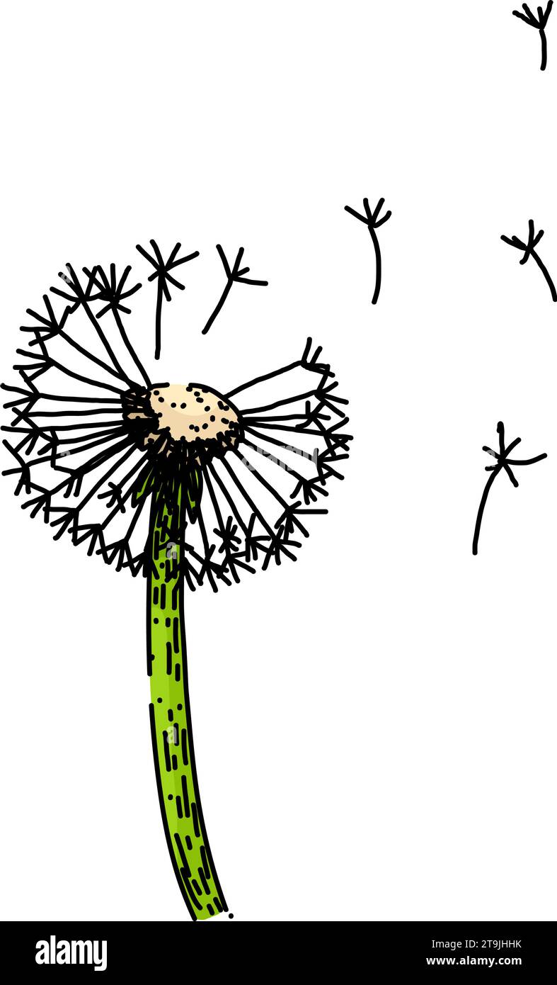 plant dandelion sketch hand drawn vector Stock Vector Image & Art - Alamy