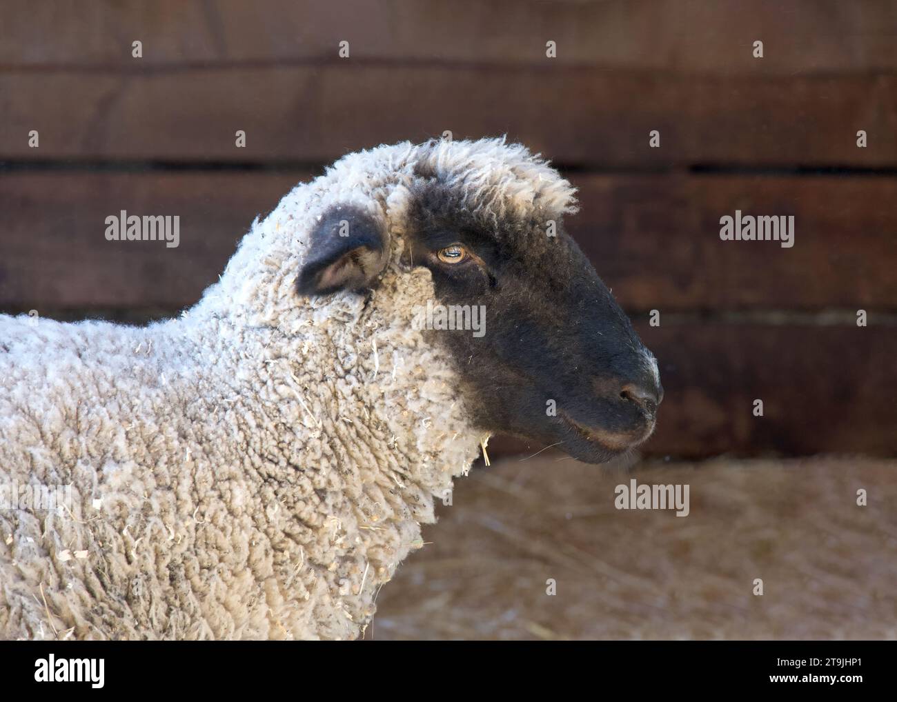 Profile portrait of one black faced sheep with wood barn wall in ...