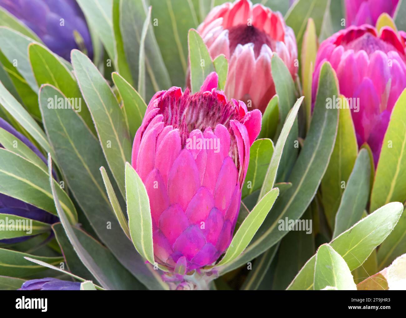 Close up on Vibrant pink sugar bush protea flowers. Proteas are currently cultivated in over 20 ...