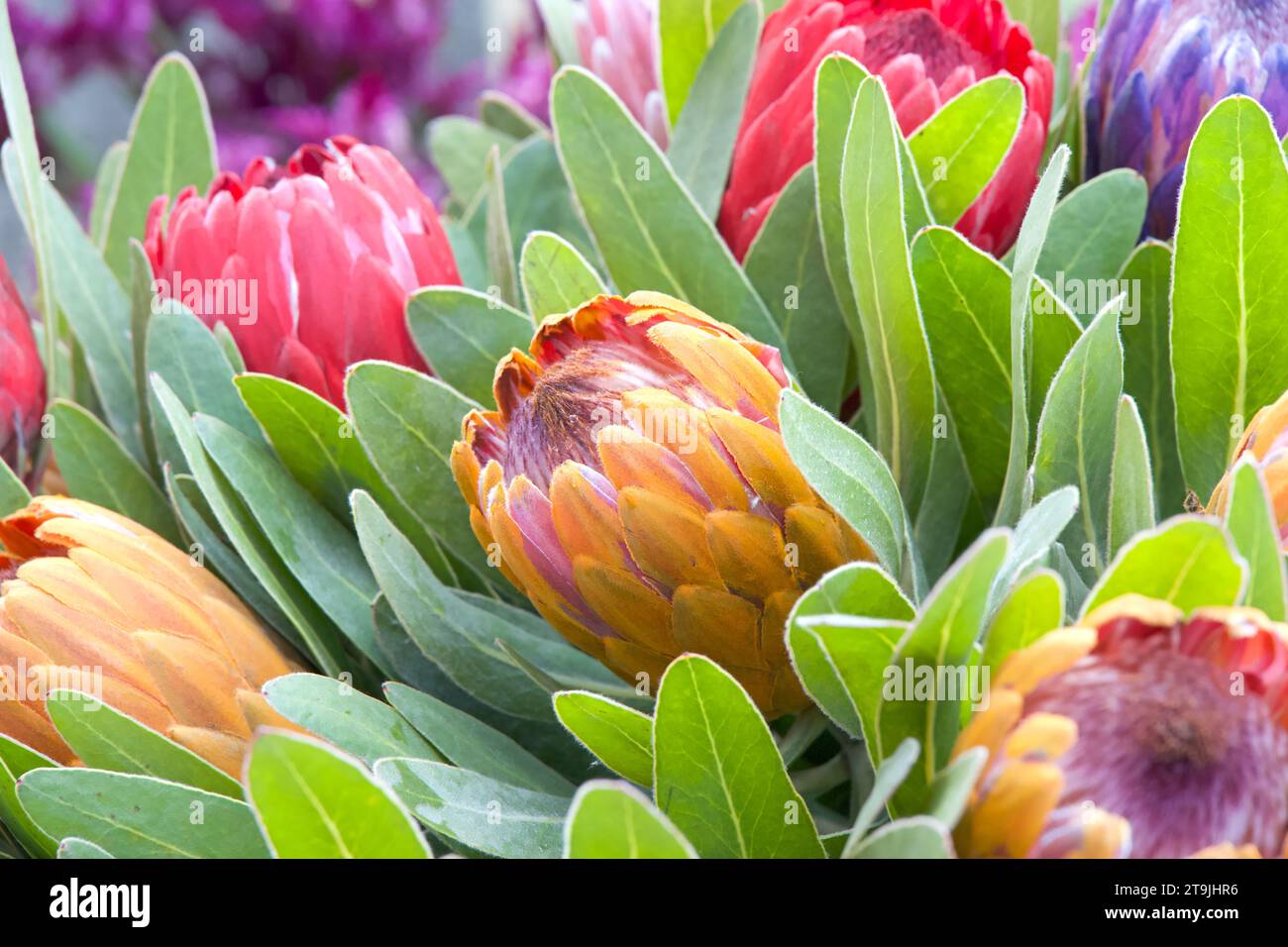 Protea king pink hi-res stock photography and images - Alamy