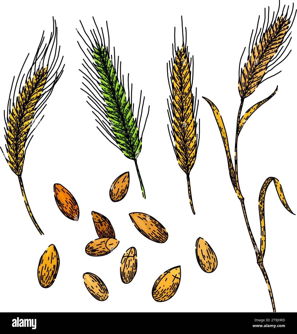 rye set sketch hand drawn vector Stock Vector Image & Art - Alamy