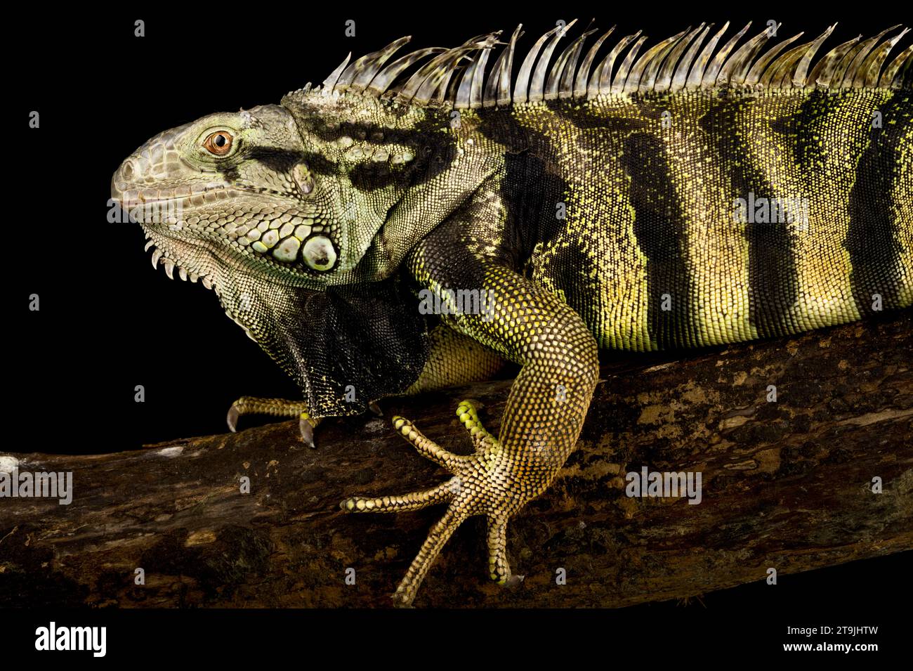 The Green Iguana (Iguana iguana) is a variable giant lizard species ...