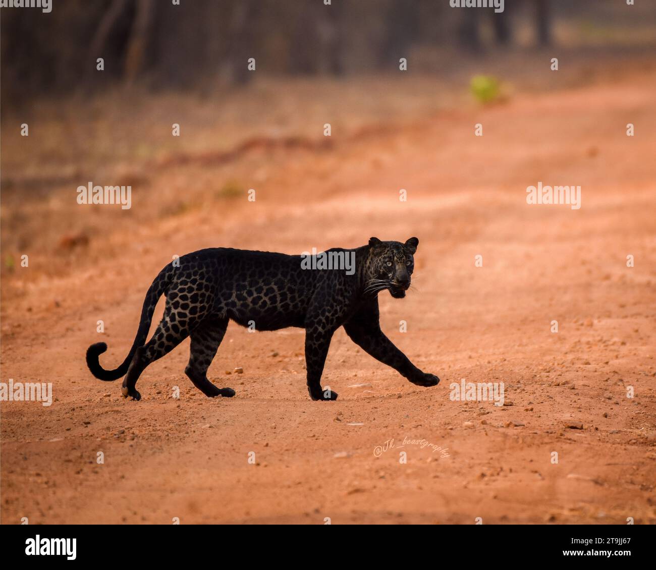 Indian black panter hi-res stock photography and images - Alamy