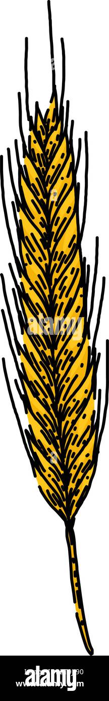 grain rye sketch hand drawn vector Stock Vector Image & Art - Alamy