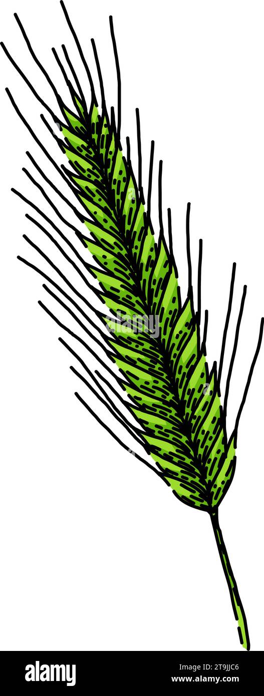 wheat rye sketch hand drawn vector Stock Vector Image & Art - Alamy