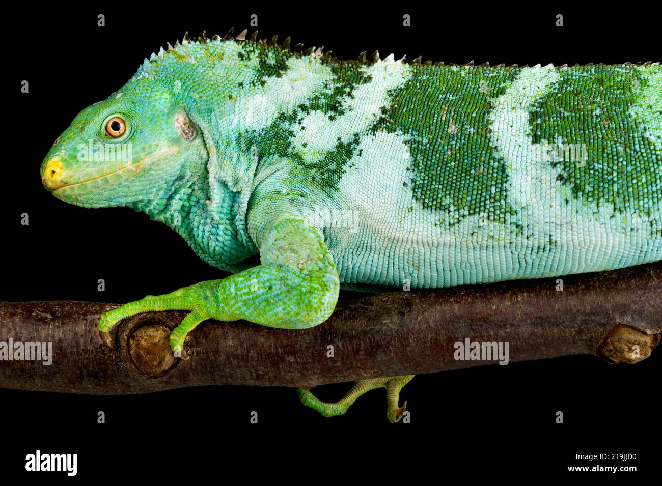 The Fiji Crested Iguana (Brachylophus vitiensis) is a critically ...