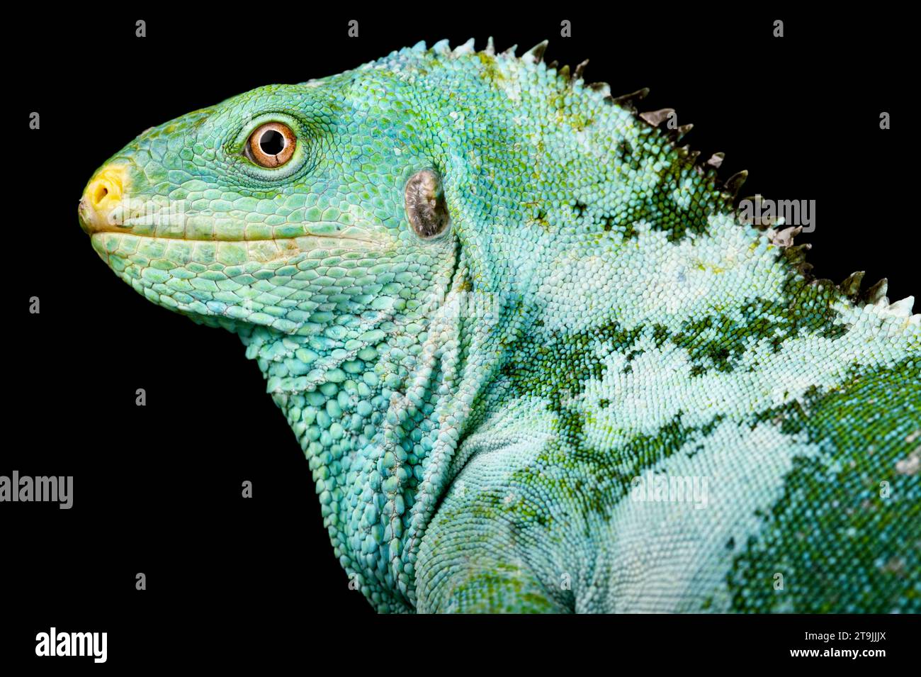 The Fiji Crested Iguana (Brachylophus vitiensis) is a critically ...