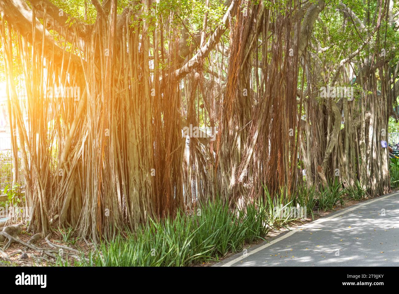 Banyan roots hanging on Banyan tree Stock Photo - Alamy