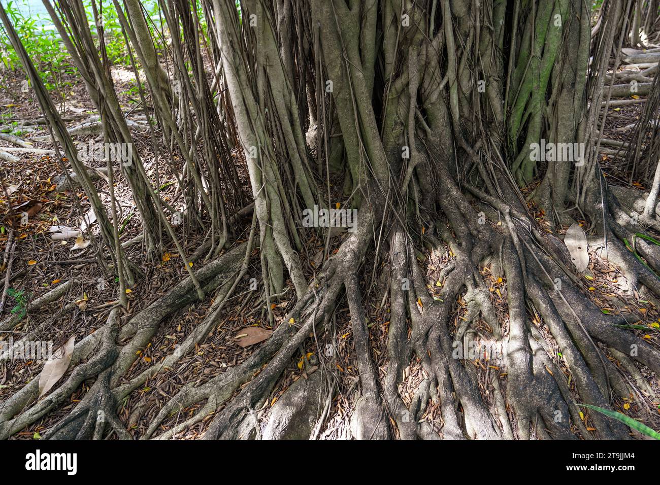 Banyan roots hanging on Banyan tree Stock Photo - Alamy