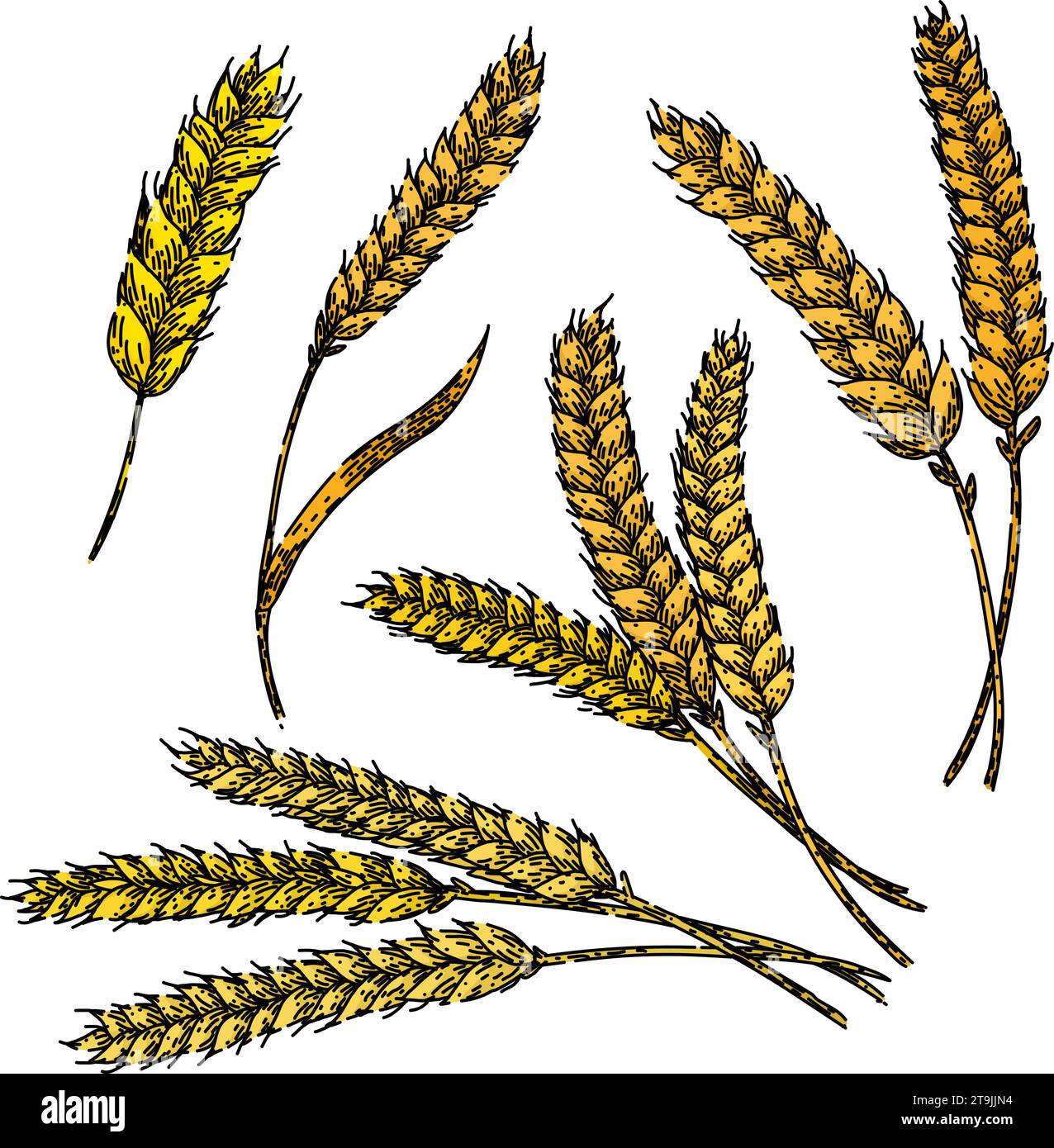 wheat set sketch hand drawn vector Stock Vector Image & Art - Alamy