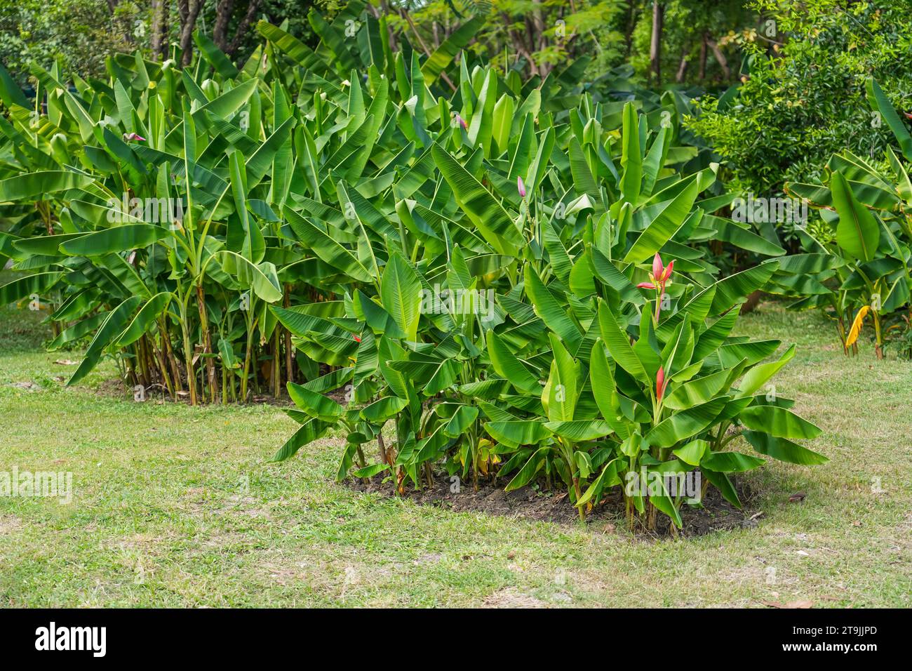 Mini banana tree plantation in nature with daylight, in a rural area ...