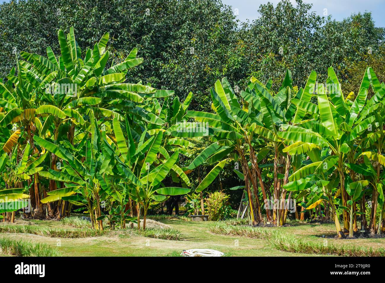 Banana tree plantation in nature with daylight, in a rural area Stock ...